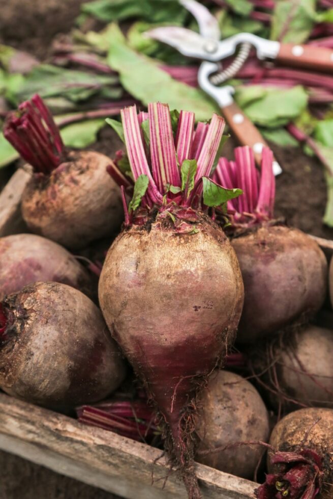How to Cook Beetroot Perfectly | Easy Methods, Times & Tips